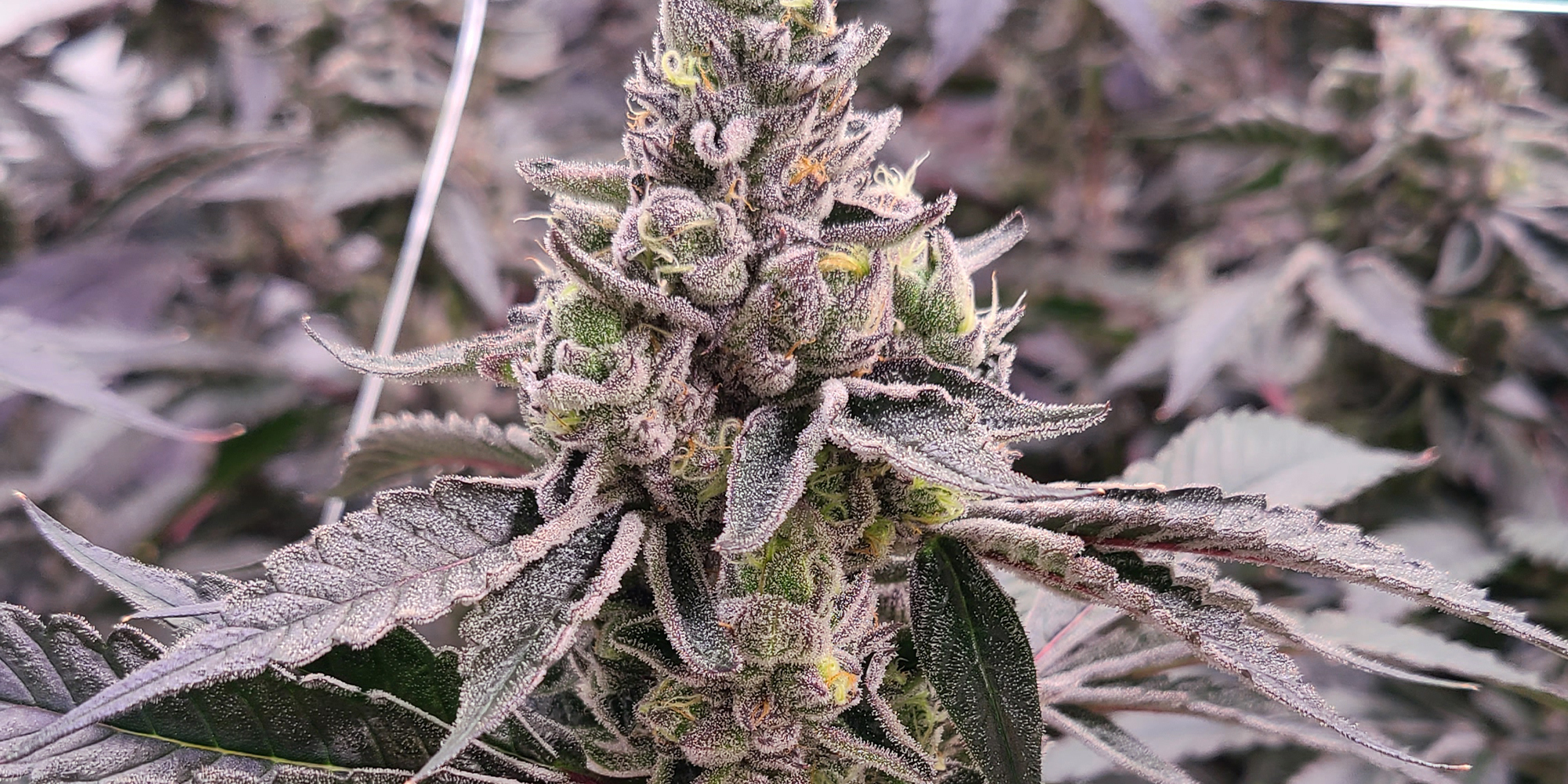 The Craft Cannabis Difference: Why Tradition Matters in Every Step of ...