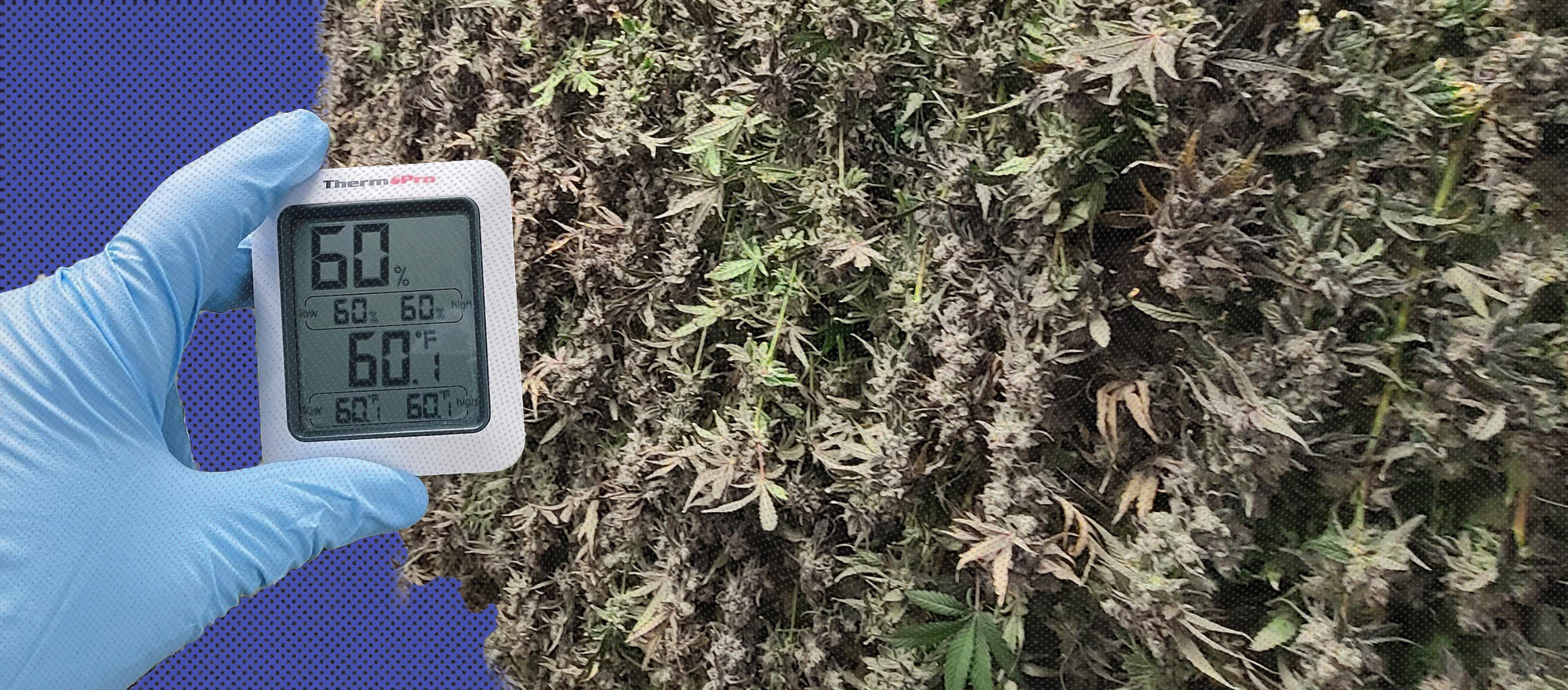 The Art of Curing Cannabis: Unlock True Craft Quality | VCC